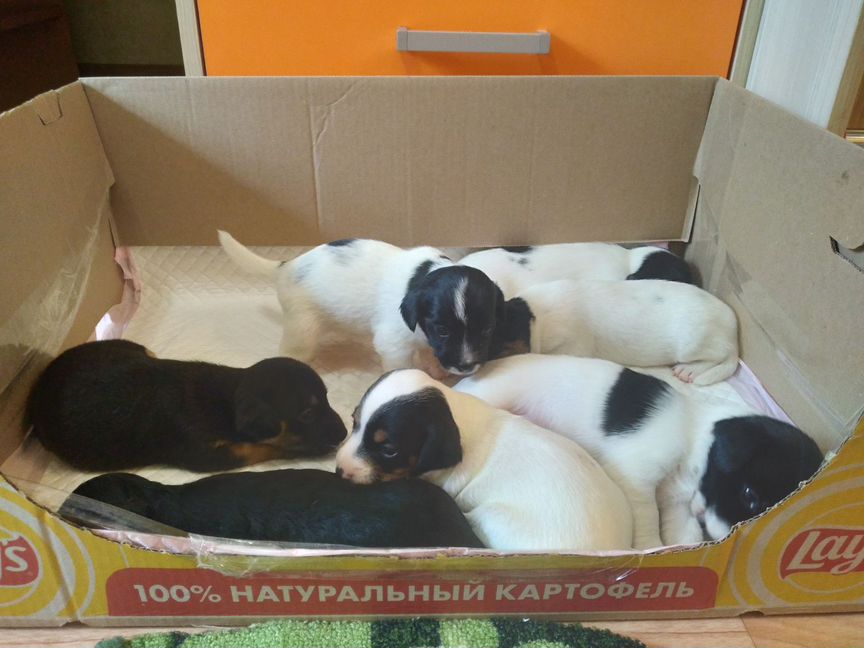 Маленькая собака