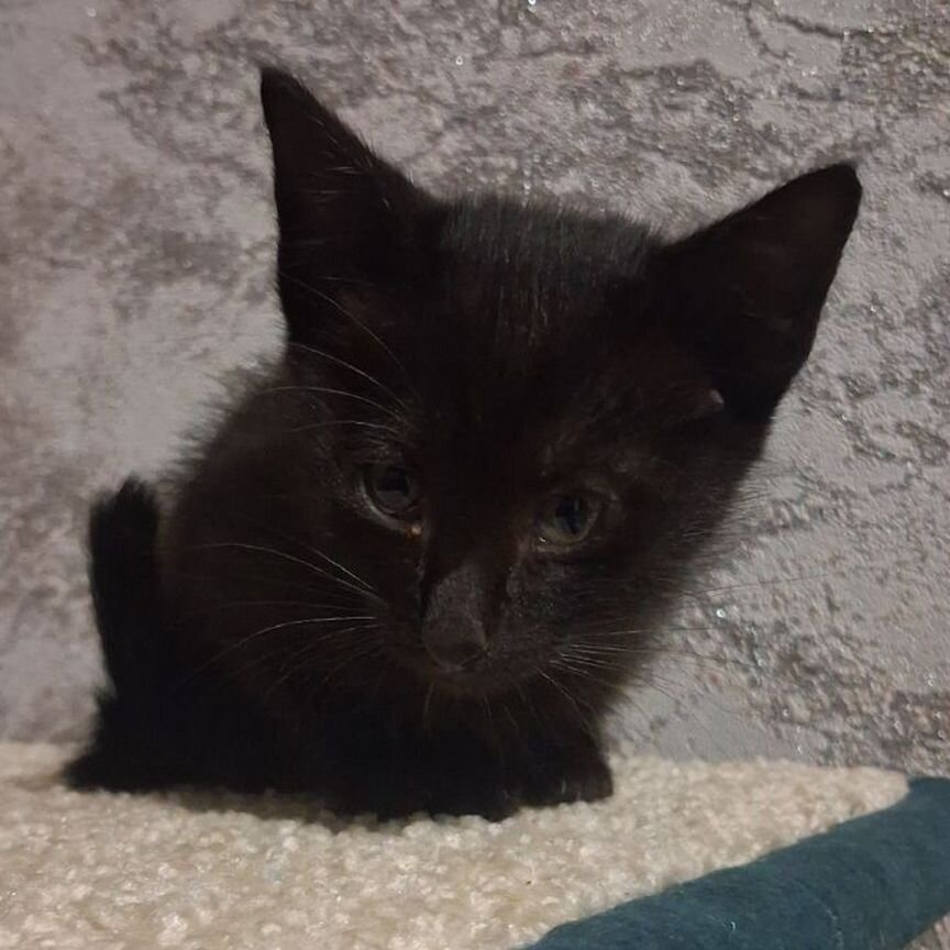 Ориентальный котёнок