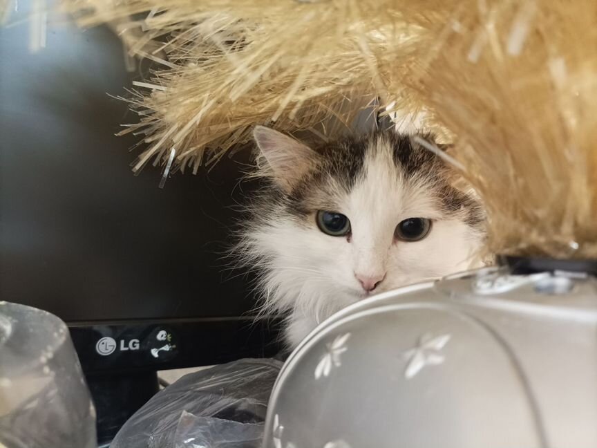 Кошка