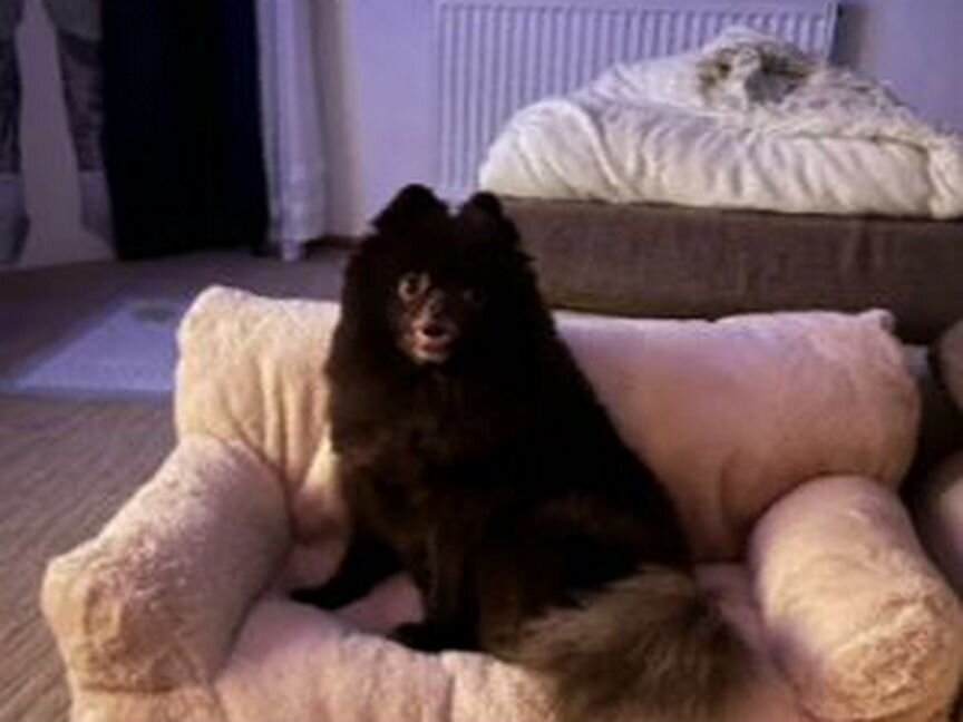 Диван-лежанка(новая)для кошек и собак мелких пород