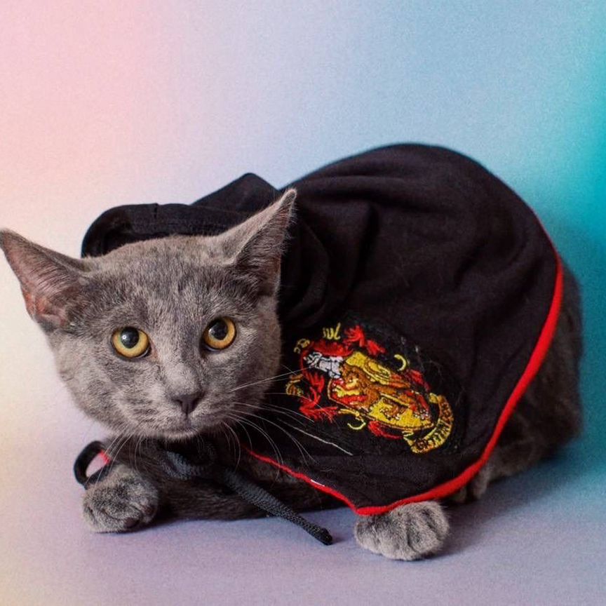 Котенок-девочка в добрые руки