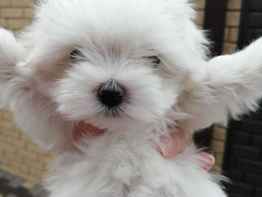 Мальтийская болонка мини