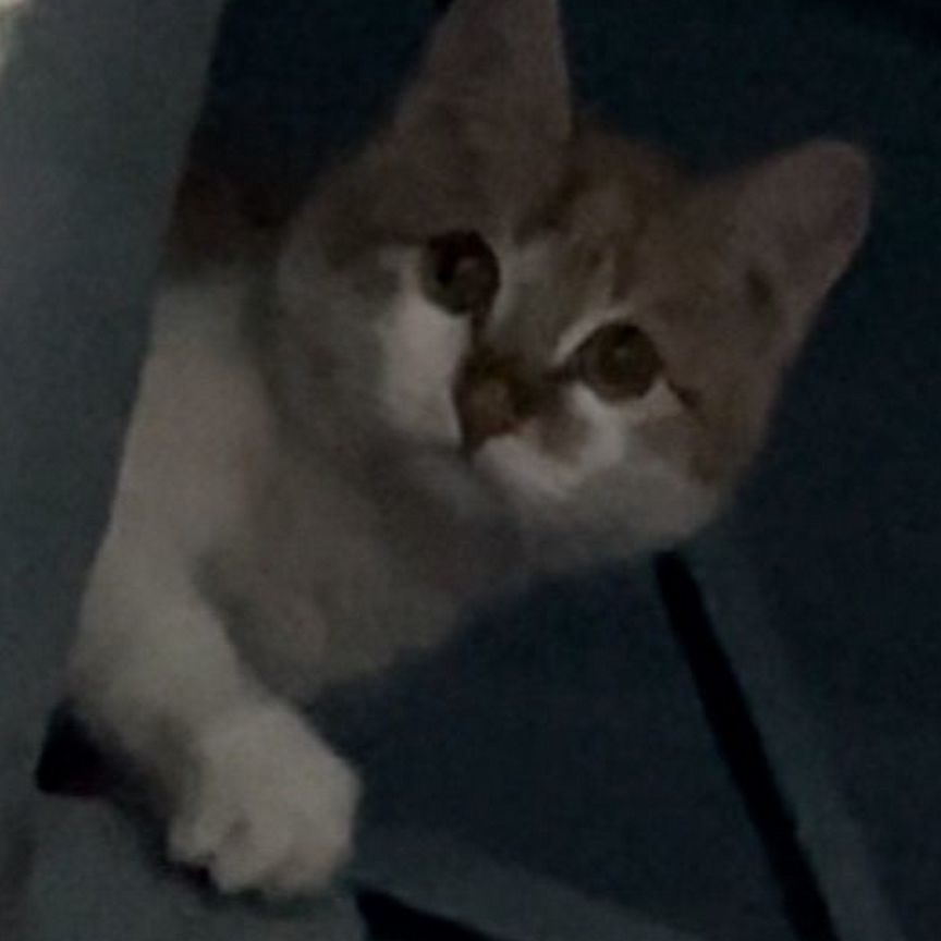 Экзотический короткошёрстный котёнок