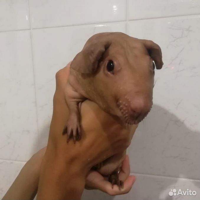 Морская свинка болдуин