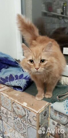 Кто на рыженького