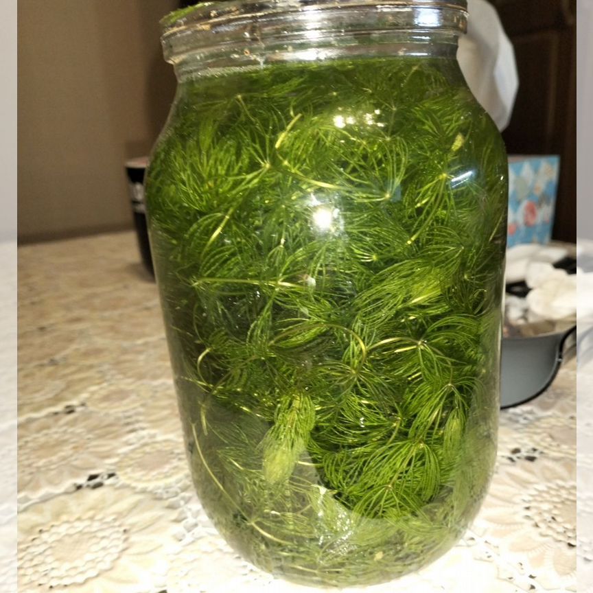 Роголистник