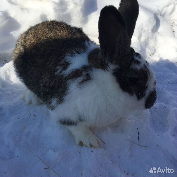 Крол в разведение