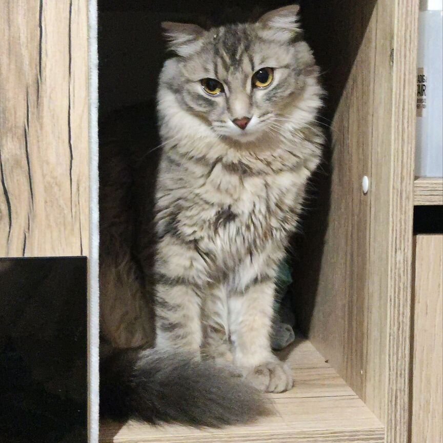 Взрослая, кошка в добрые руки