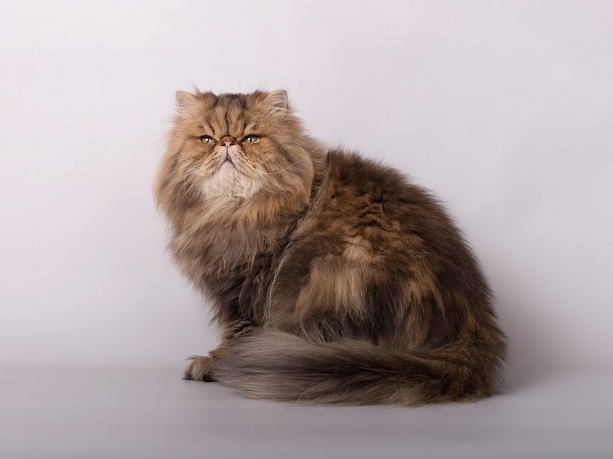 Перс Маффин ищет дом