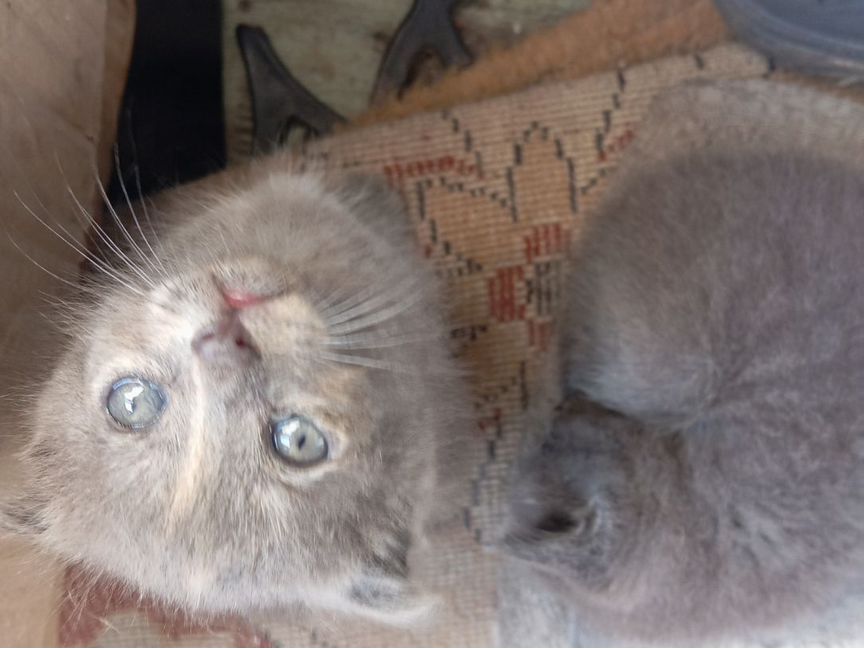 Кошки