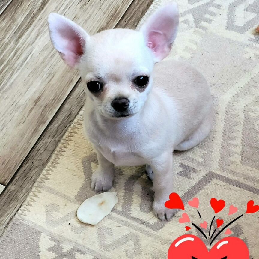 Чихуахуа, щенок