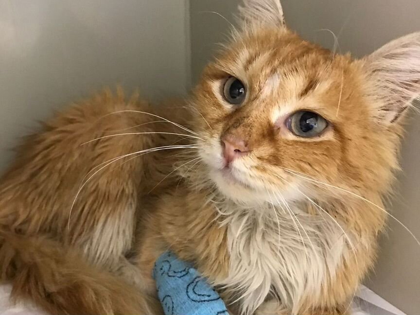 Sos Ищем передержку или сразу семью