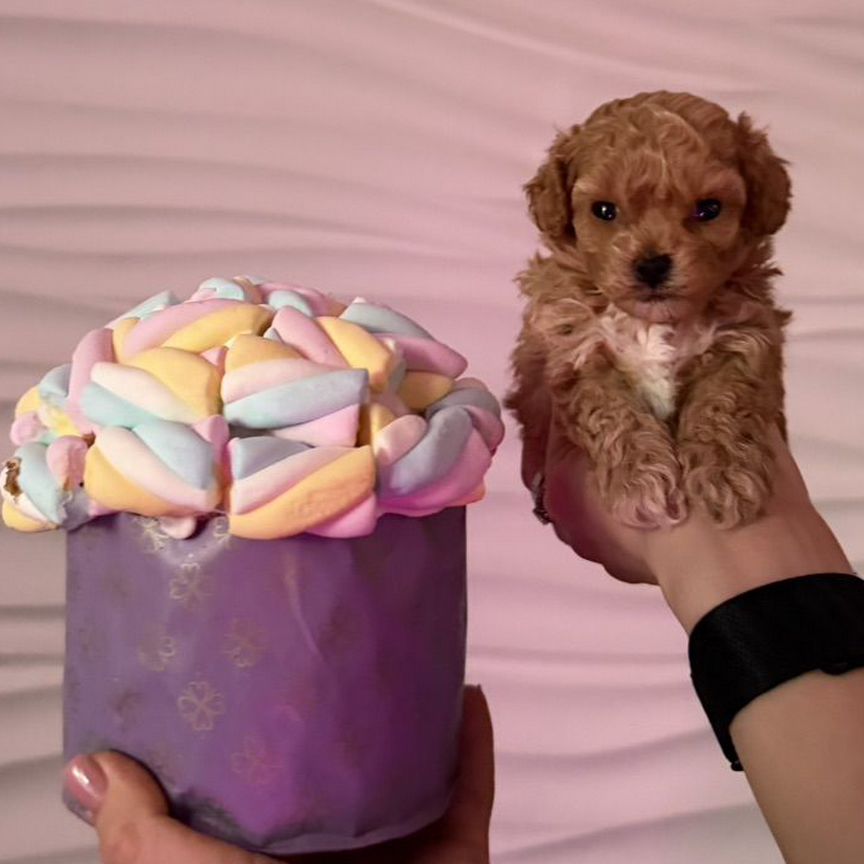 Мальтипу, щенок