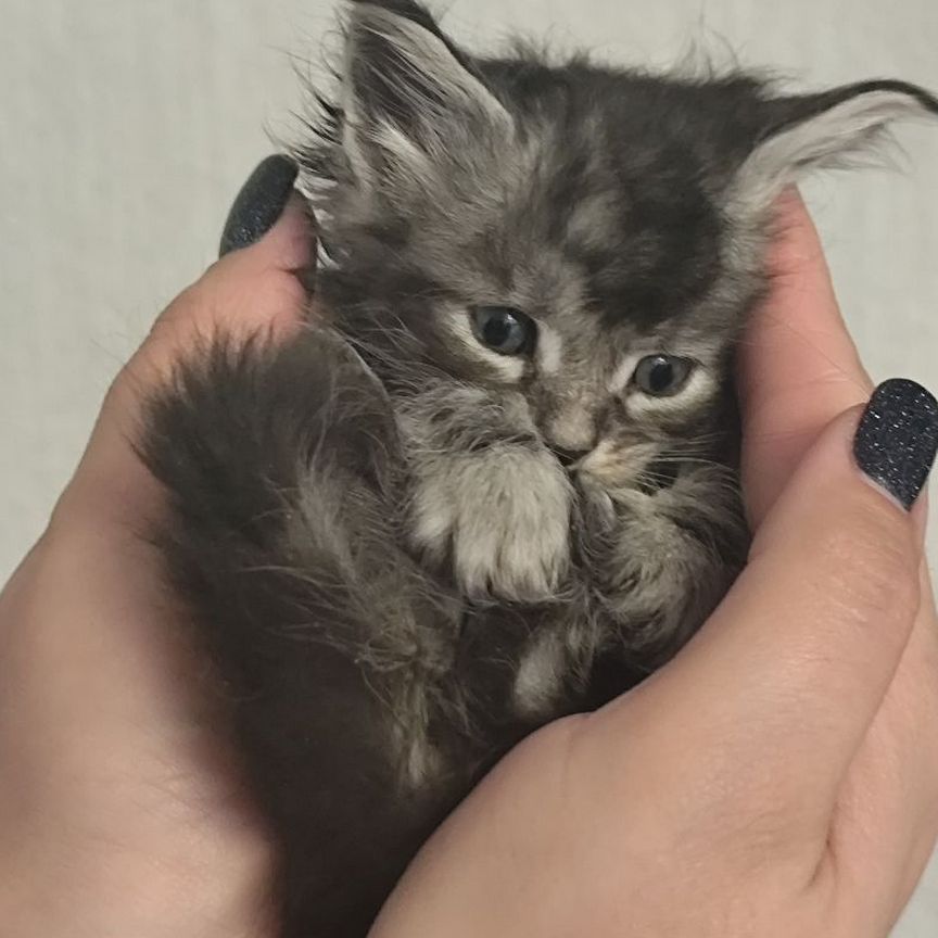 Мейн-кун котёнок