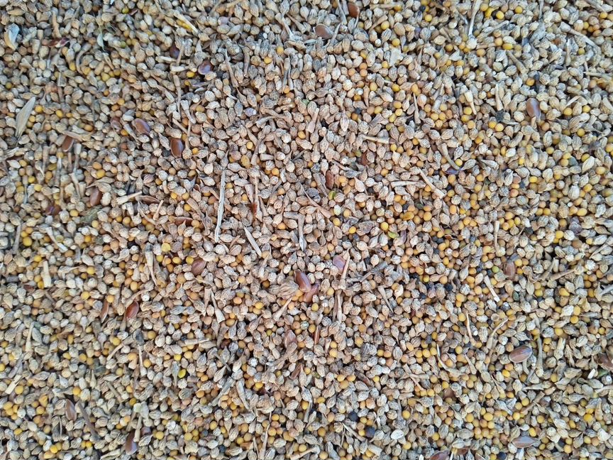 Отходы горчицы