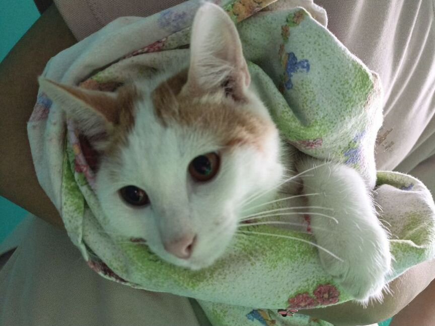 Котик Персик