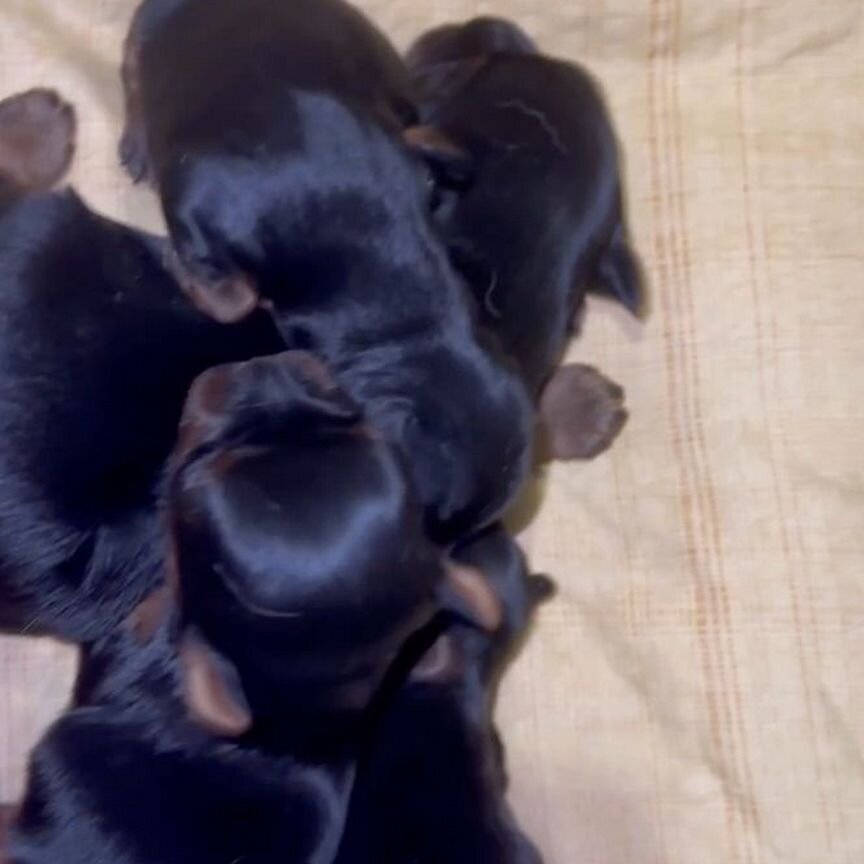 Йоркширский терьер щенки