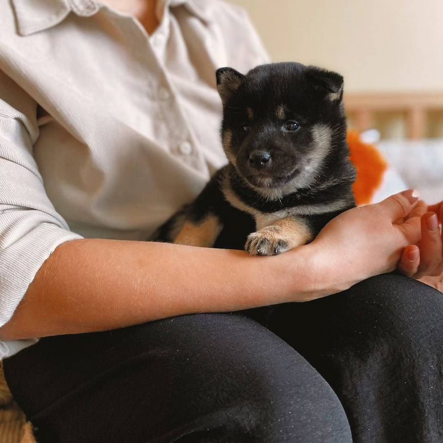 Щенки сиба шиба ину