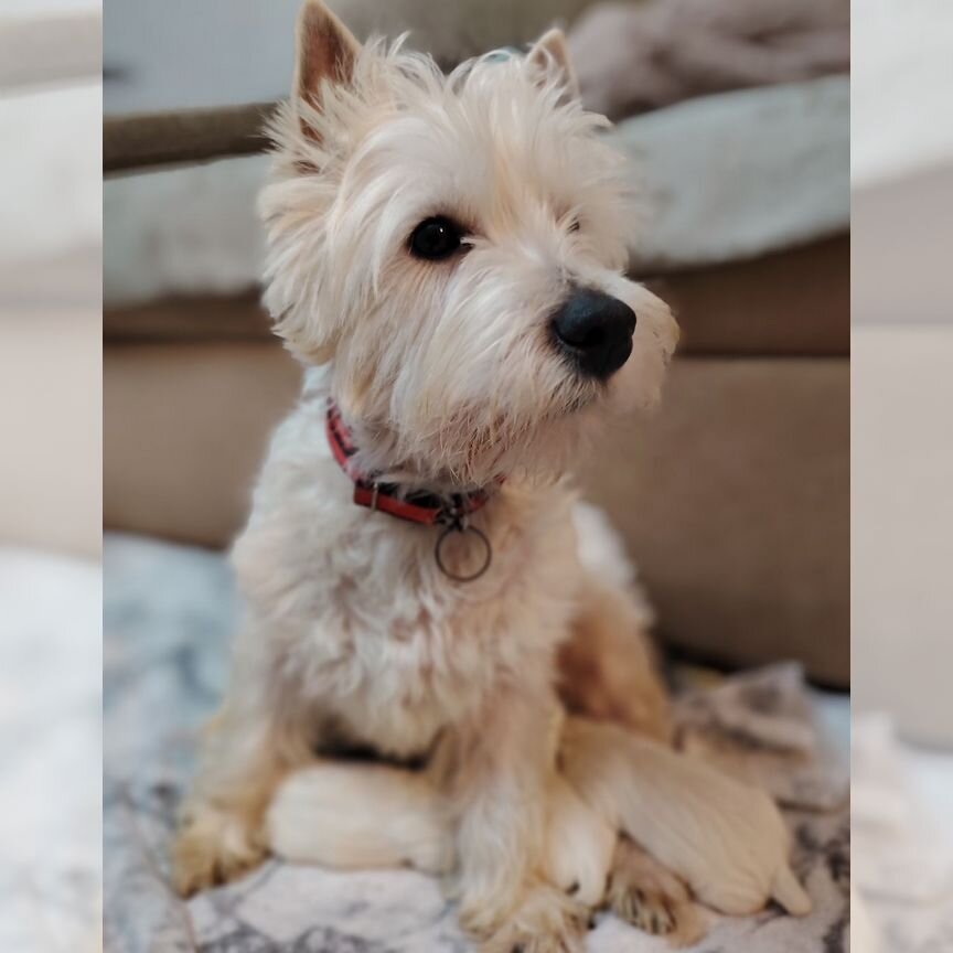 Вест-хайленд-уайт-терьер, щенок