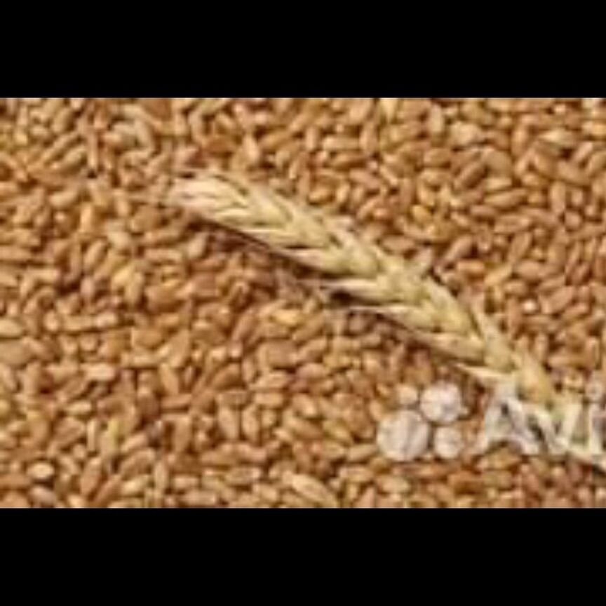 Зерно пшеница