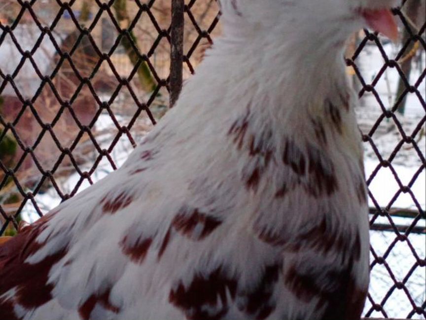 Голубка 2022 года