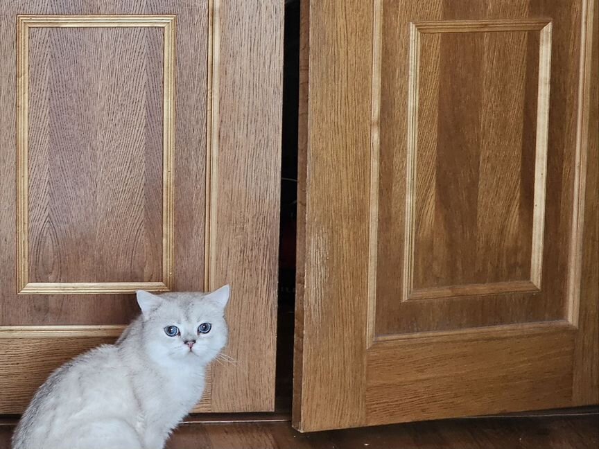 Шотландский кот