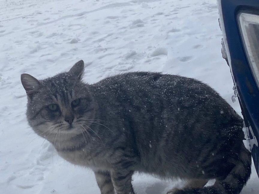 Бездомный котик ищет дом