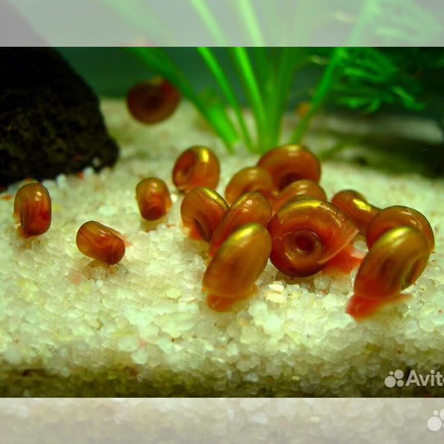 Улитки аквариумные