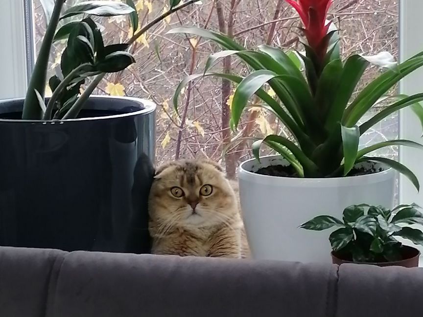 Шотландский кот вязка