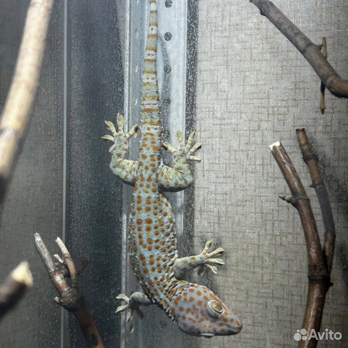 Гекконы токи Gekko gecko