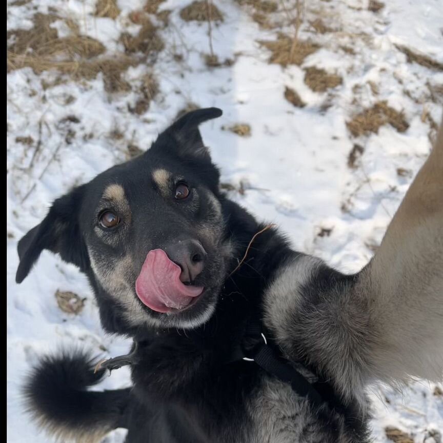 Харизматичная красавица Хади ищет дом