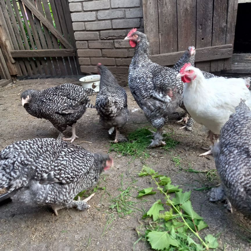 Породистые куры