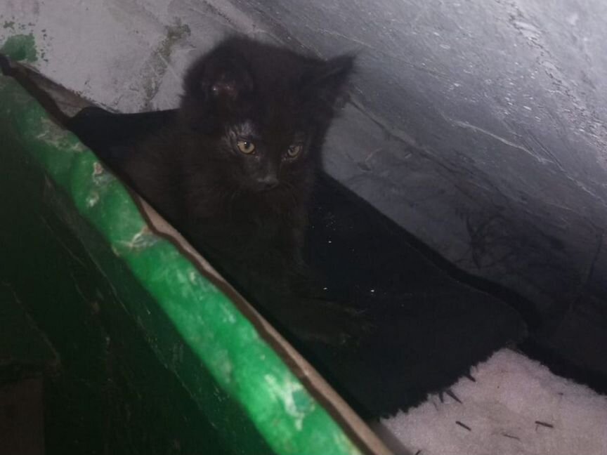 Котята в подъезде