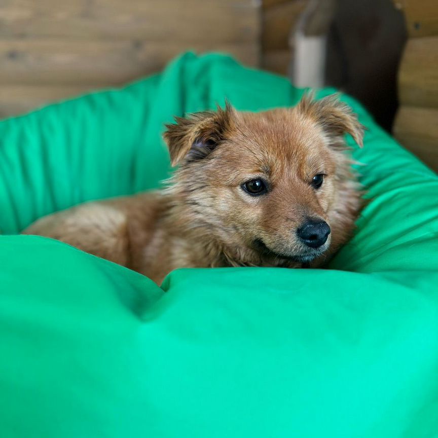 Собака в добрые руки отдам бесплатно