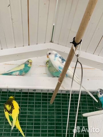 Волнистый попугай. Клетка. Вольер