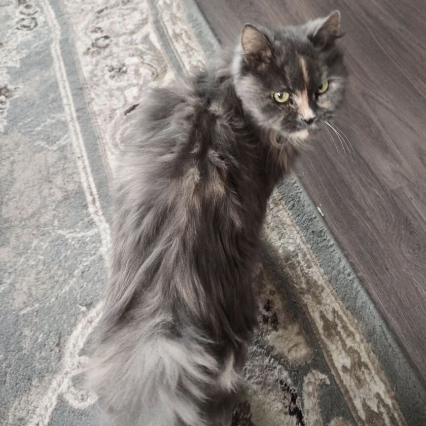 Взрослая, Девочка кошка в добрые руки