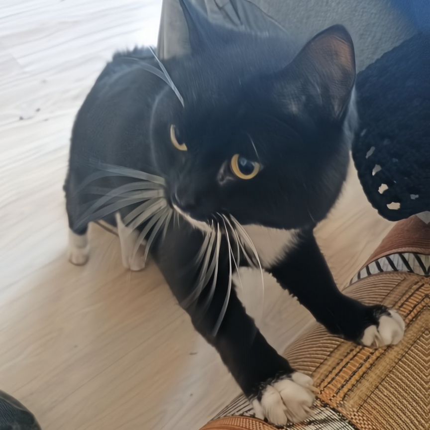 Взрослая, кошка в добрые руки