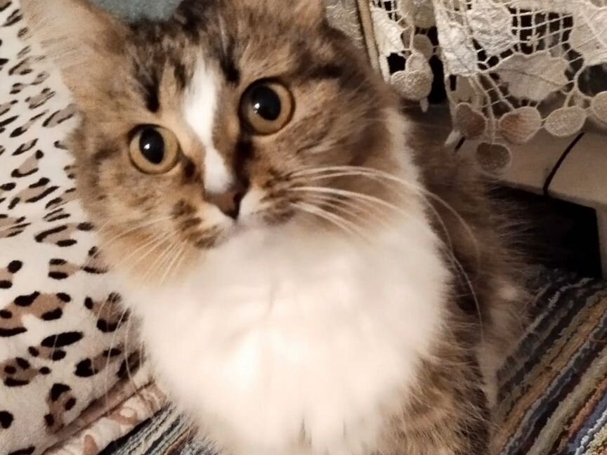 Нежная кошечка Муся, 2 года, в дар