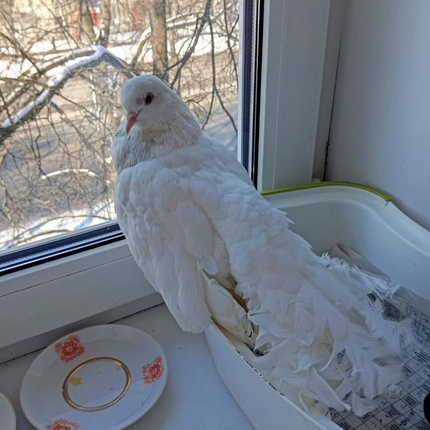 Голубь павлиний