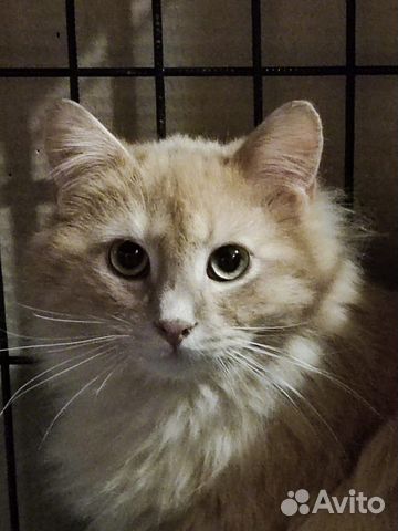 Милый пушистый котик в добрые руки