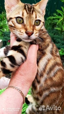 Потрясающая красотка