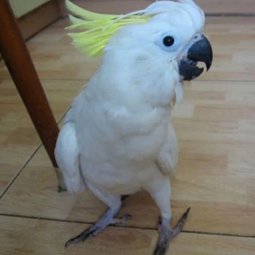 Отдаю Какаду в хорошие руки, в связи с переездом