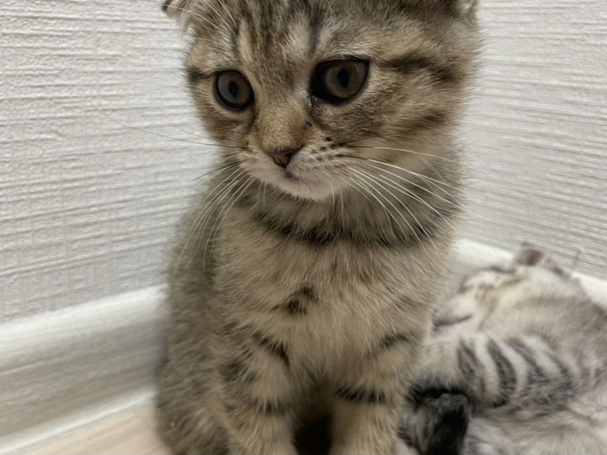 Шотландские котята
