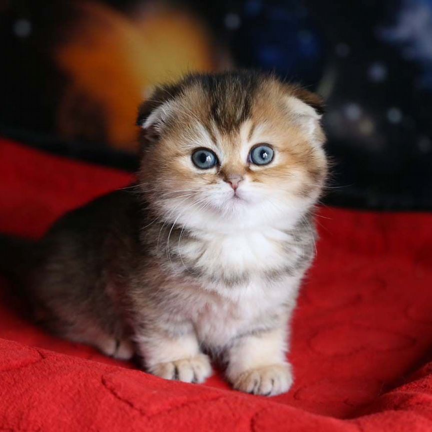 Вислоухие котята золотые