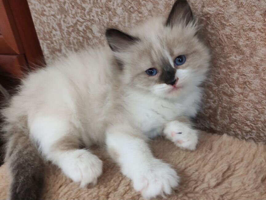 Невская маскарадная Котенок синеглазка
