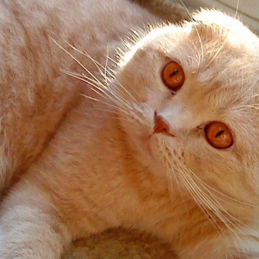 Клубный золотой скоттиш фолд