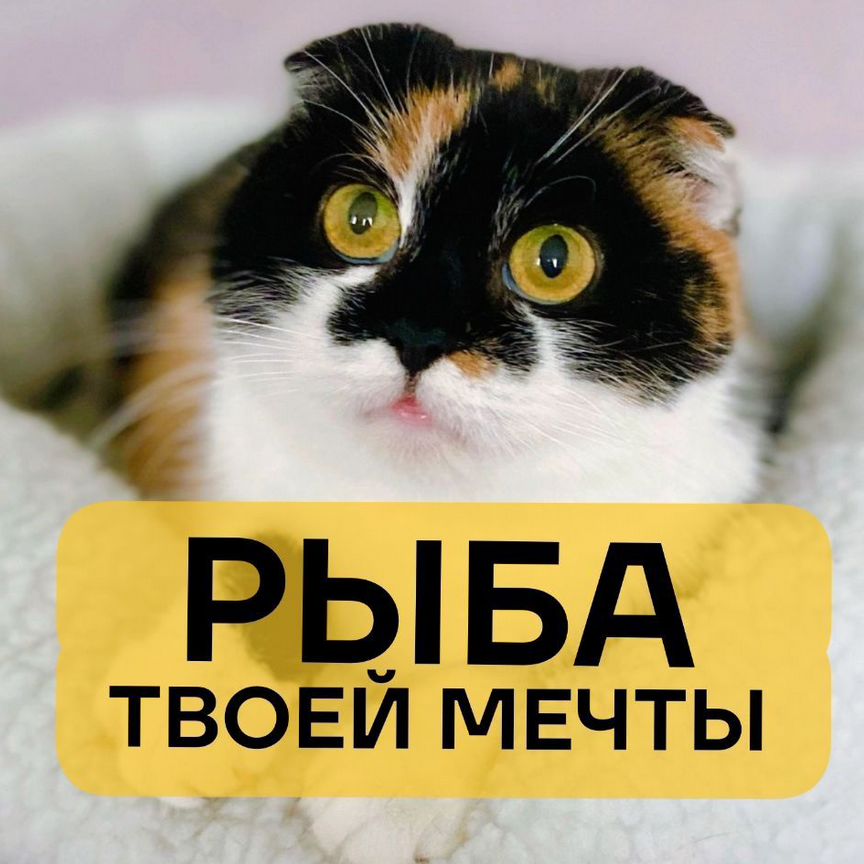 Шотландская вислоухая короткошёрстная кошка, взрослая