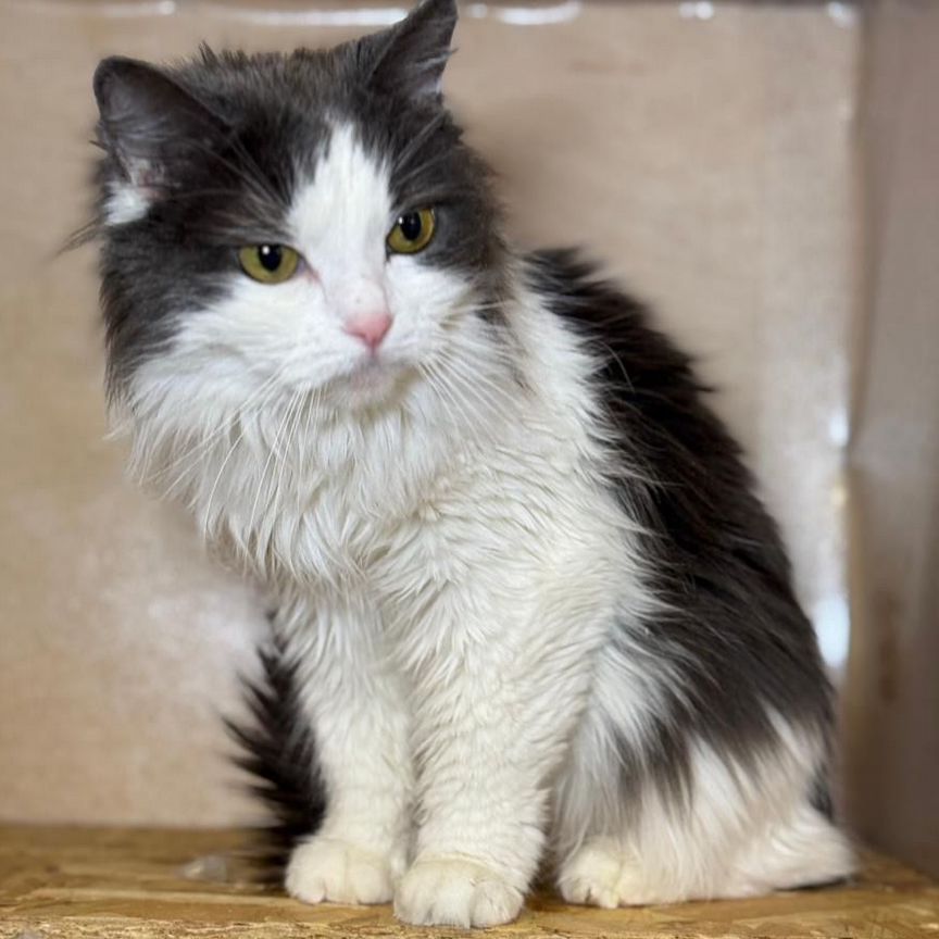 Шикарная кошка из приюта