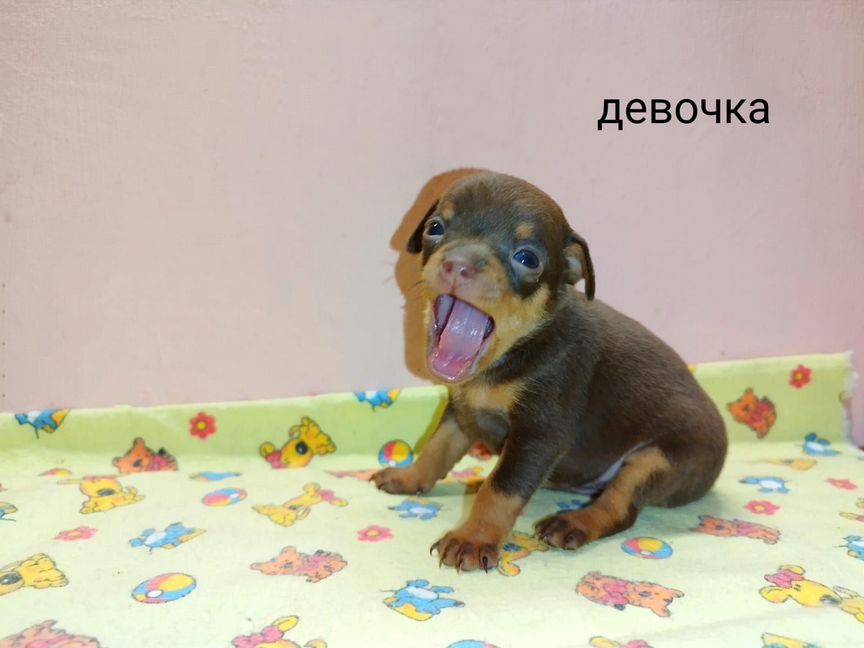 Той-терьер щенки