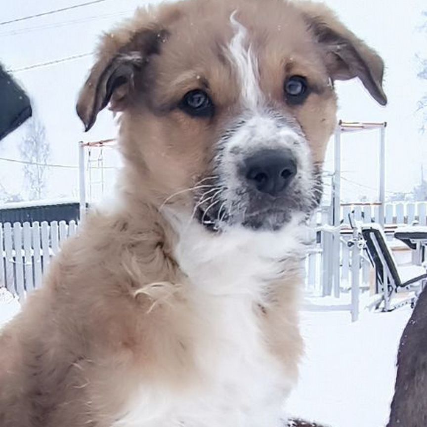 Щенок метис Алабая 2 мес мальчик